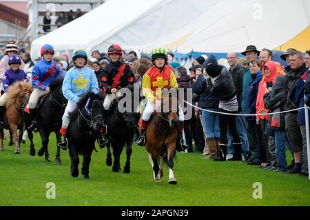 Shetland Grand National event being held at the Shetland Pony & Breeders show 2019 in Lerwick ...