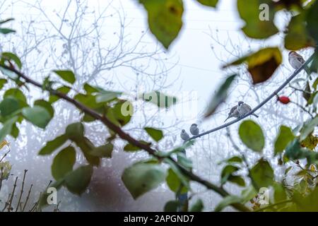 Cute little birds sparrows sit on the tree branches Stock Photo - Alamy