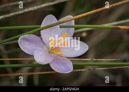 pink flower, Crocus serotinus, on a winter sunny day in Menorca, Spain ...