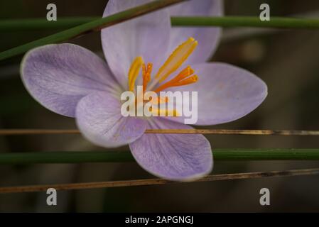 pink flower, Crocus serotinus, on a winter sunny day in Menorca, Spain ...