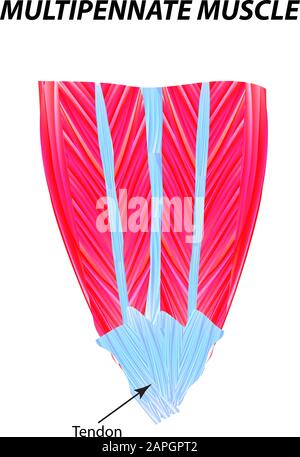 A schematic illustration of the human body with an infographic of the ...