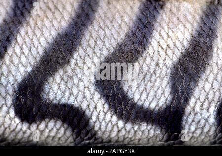 Mackerel skin texture Stock Photo - Alamy