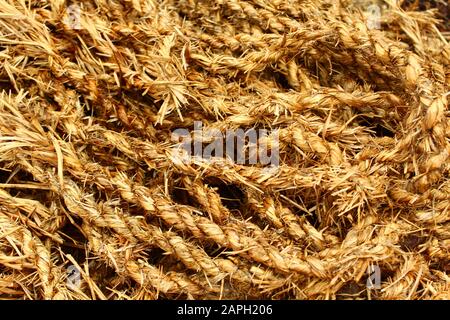 The picture shows ropes made of straw Stock Photo - Alamy