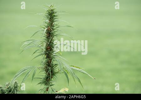 Cannabis marijuana flowering seeds. Sativa hemp bushes. Growing CBD ...