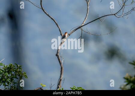 Chestnut Bulbul (Formal Name: Hemixos Castanonotus) in Tai Po Kau ...