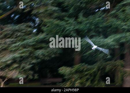 Birds flying around in Gunnersbury Park, West London Stock Photo - Alamy