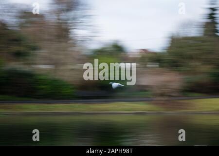 Birds flying around in Gunnersbury Park, West London Stock Photo - Alamy