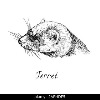 Ferret face, with inscription, hand drawn doodle, drawing sketch in ...