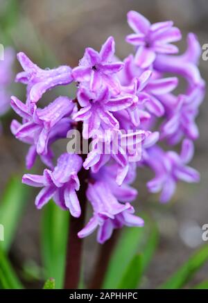 Pink Hyacinthus in a garden. Traditional spring flower Stock Photo - Alamy
