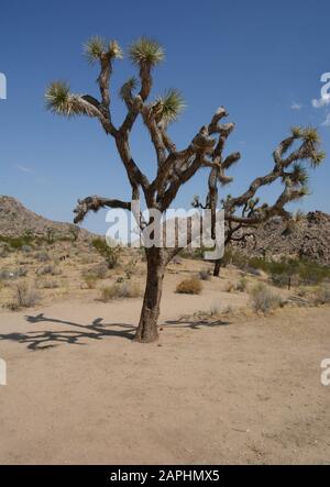 California's mojave desert with joshua trees growing Stock Photo - Alamy