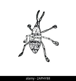 Eupholus magnificus beetle, top view, blue and green stripes, hand ...