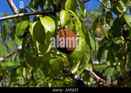 Tree with Fruit Called Water Cocoa, Orinoco Delta in Venezuela Stock ...