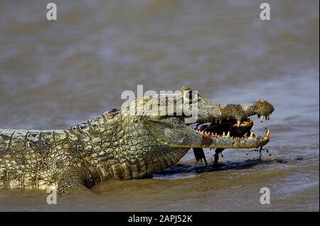 Spectacled Caiman, caiman crocodilus, Adult Catching Fish, Los Lianos ...