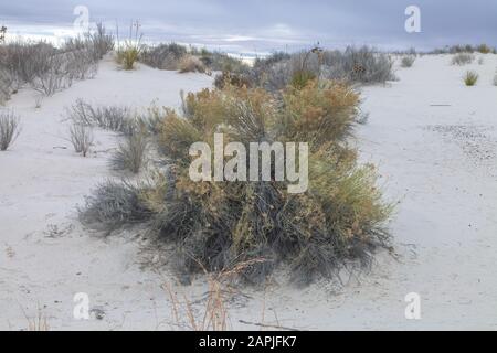 Ericameria nauseosa, Chrysothamnus nauseosus, Chamisa, rubber ...