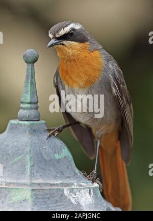 Cape Robin Chat - Dessonornis caffer Stock Photo - Alamy