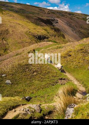 Sheep walking on a footpath at the Gunnerside Gill, North Yorkshire ...