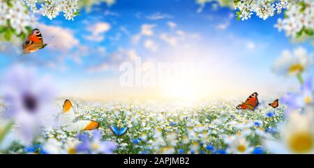 Flying butterfly in spring morning. Panoramic view Stock Photo - Alamy