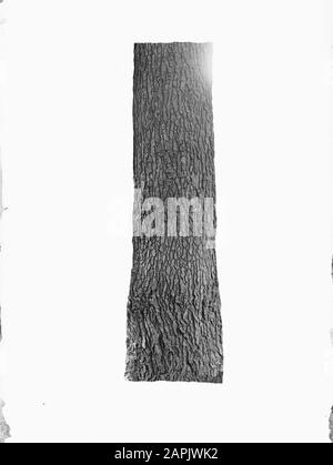 African Cedar (Cedrus atlantica) tree an evergreen tree with green pine ...