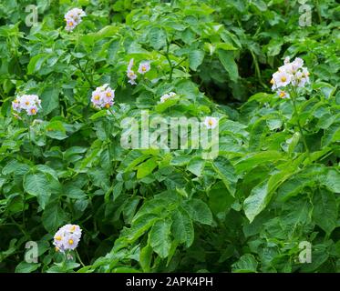 Young potato plants growing on the soil in organic garden Stock Photo ...