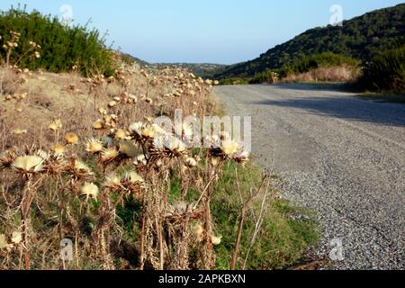 Landschaft mit verblühten Disteln auf der Karpaz Halbinsel, im ...