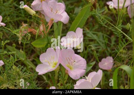 Blooming colourfully on a roadside grass verge in a rural area of ...
