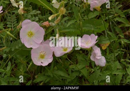 Blooming colourfully on a roadside grass verge in a rural area of ...