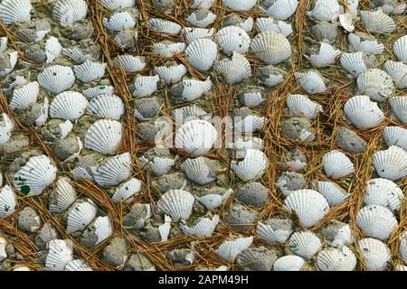 seashells in concrete Stock Photo - Alamy