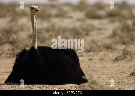 Closeup shot of an ostrich sitting on the grass Stock Photo - Alamy
