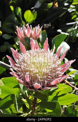 Flower of sugarbush protea flowering plant Stock Photo - Alamy