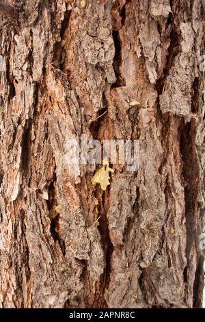 Western Larch (Larix occidentalis) bark close-up mature tree Stock ...