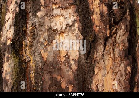 Western Larch (Larix occidentalis) bark close-up mature tree Stock ...