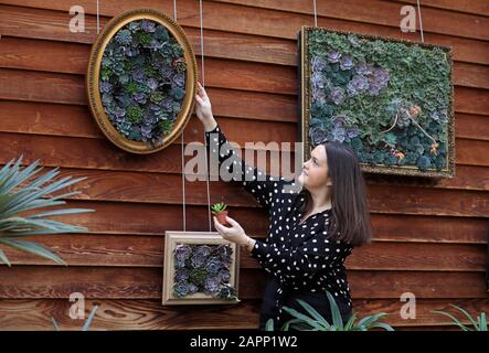 Georgina Duff pictured adjusting the frames full of succulents at the ...