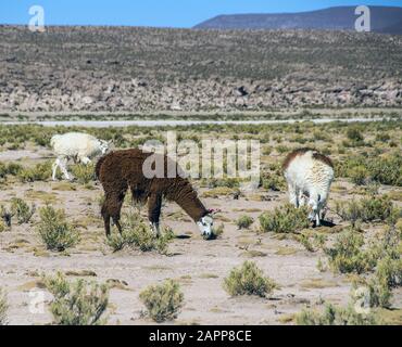 LLamas vicuna in Bolivia altiplano near Chilean atacama border, South ...