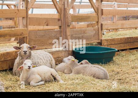 Arcott Rideau lambs in sheep pen being bred and raised for meat Stock ...