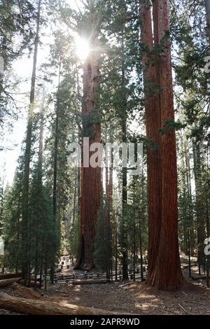 USA flag, Sequoia National Park Stock Photo - Alamy