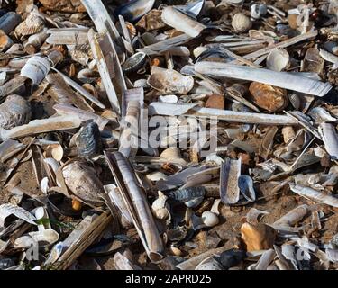 Seashells on the seashore, Norfolk, UK Stock Photo - Alamy