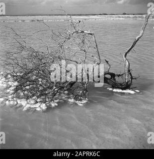 Dead tree, Netherlands Antilles, Bonaire, Bonaire Stock Photo - Alamy