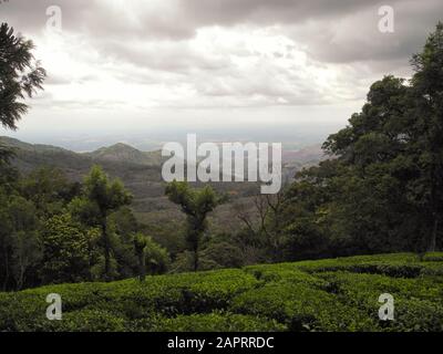 Tea plantations in the Valparai forest, Tamil Nadu district, India ...