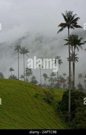 A Large Wax Palm (Ceroxylon quindiuense) in the Middle of Cocora Valley ...