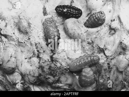 maggots of deer skin hornet (hypoderma actacon) Date: undated Keywords ...