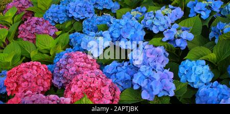 hydrangea flowers shrub in Japan Stock Photo - Alamy