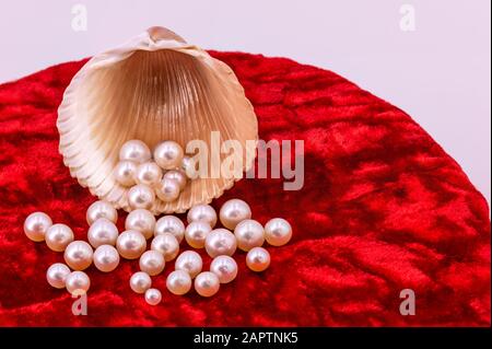 Akoya Pearls and a shell on fire red velvet Stock Photo - Alamy