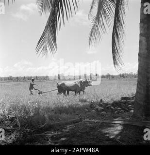 Travel to Suriname and the Netherlands Antilles Plowing the sawa in the ...