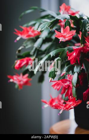 Red blooming christmas cactus - Zygocactus Schlumbergera. Selective ...