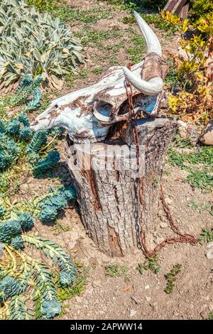 A green Animal Skull on a stump in the forest, vertical shot Stock ...