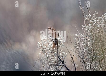 Western Grasswren of the arid Scrubland north of Whyalla, South ...