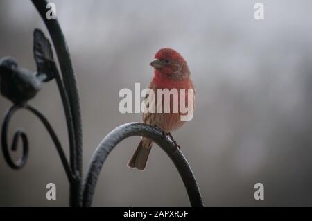 Close up of a finch bird feeding the other one standing on a black ...