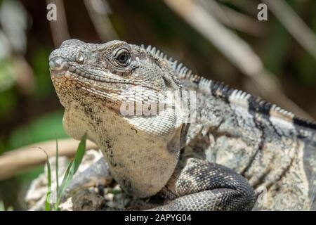 A closeup shot of a black iguana resting on the sandy shore at Santa ...