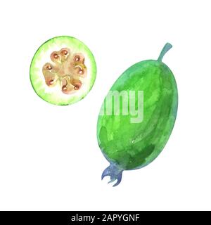 Watercolor illustration feijoa plant. Hand drawn watercolor painting on ...