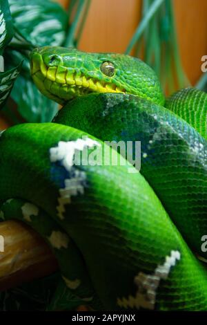 A vertical shot of a Green and black poison dart frog Stock Photo - Alamy